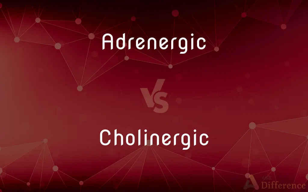 Adrenergic vs. Cholinergic — What’s the Difference?