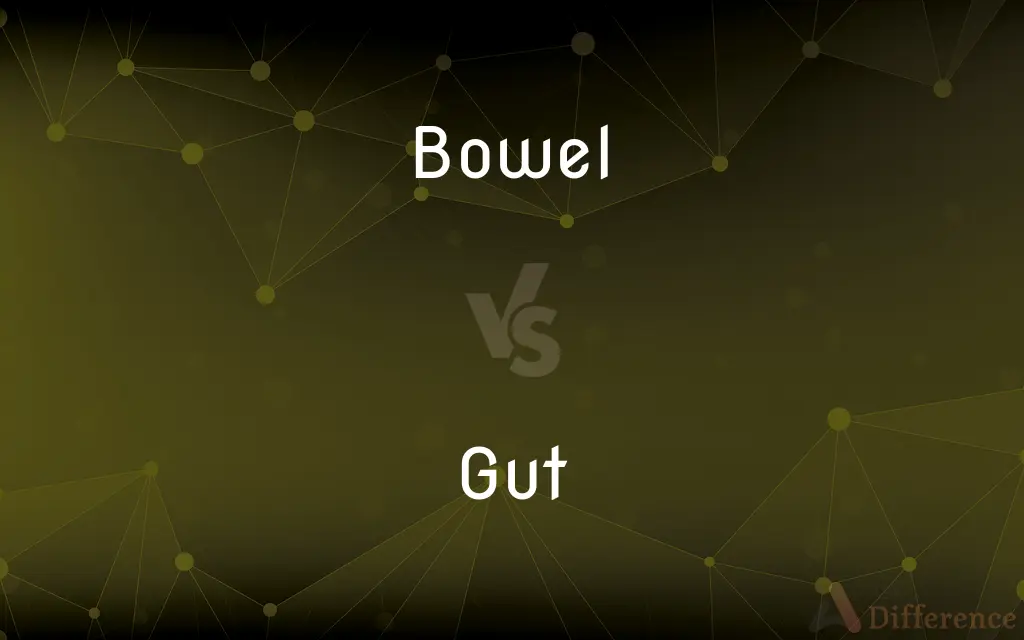 Bowel vs. Gut — What’s the Difference?