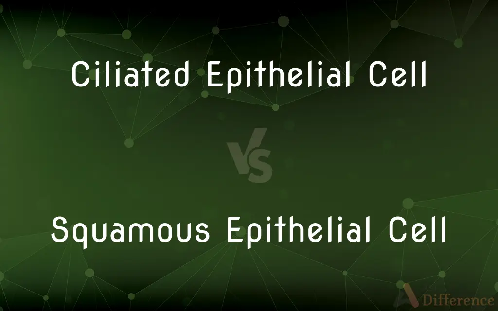 Ciliated Epithelial Cell vs. Squamous Epithelial Cell — What’s the ...