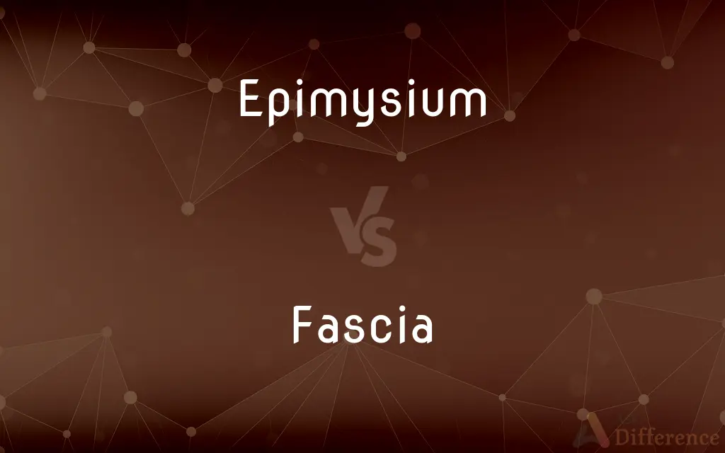 Epimysium vs. Fascia — What’s the Difference?