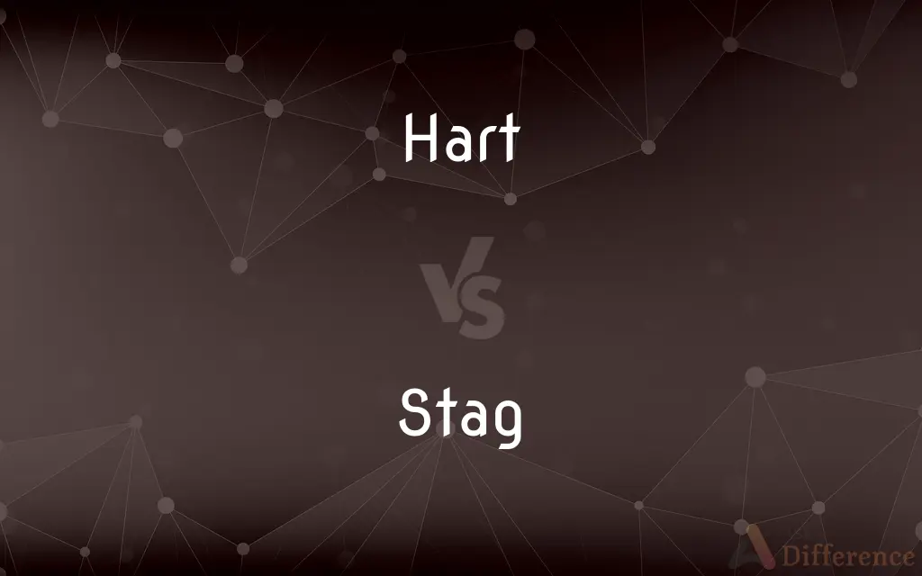 Hart Vs Stag What s The Difference Hart Vs Stag What s The Difference