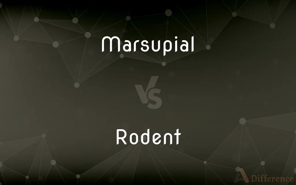 Marsupial vs. Rodent — What’s the Difference?