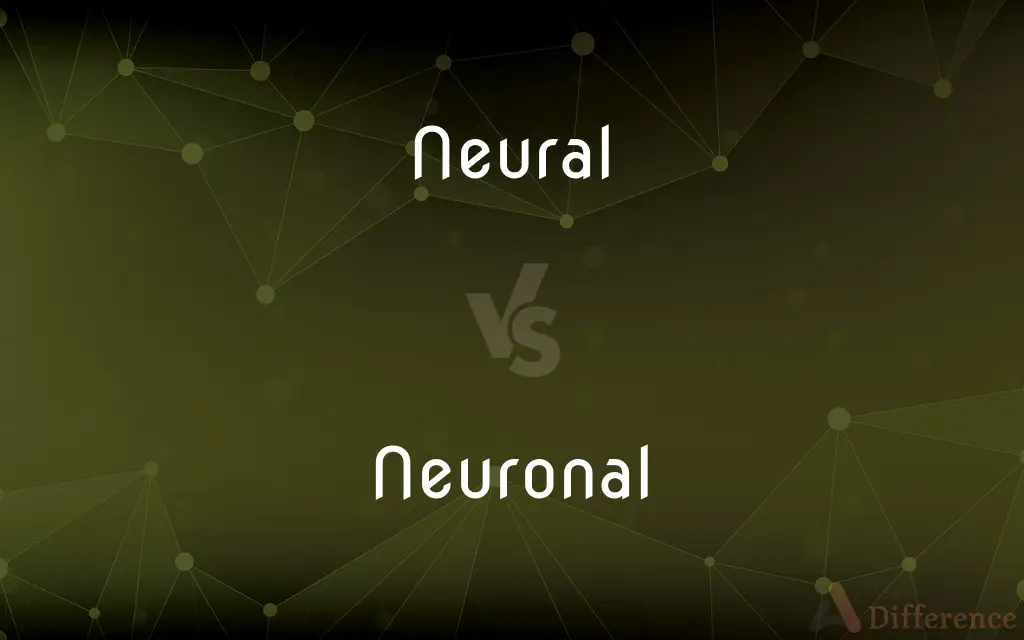 Neural Vs Neuronal What s The Difference 