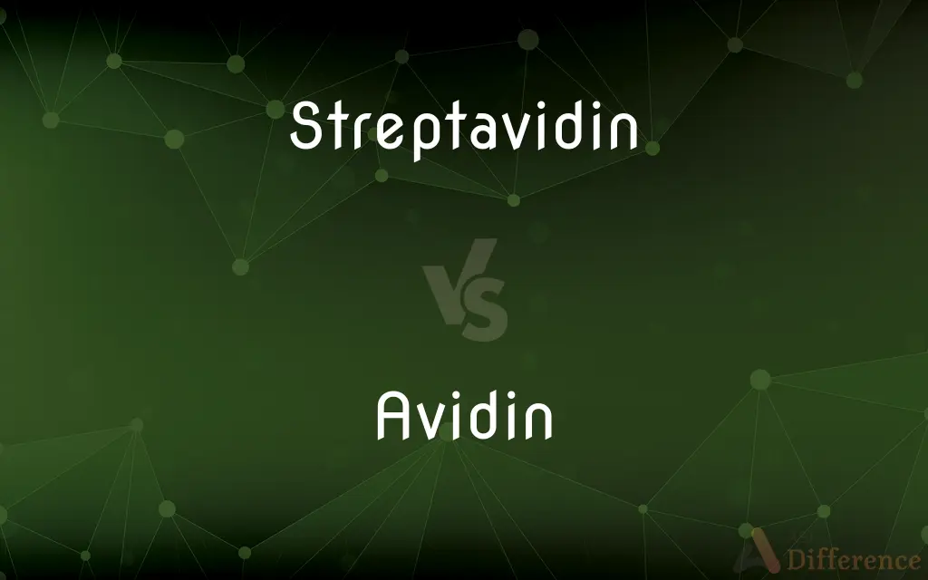 Streptavidin vs. Avidin — What’s the Difference?